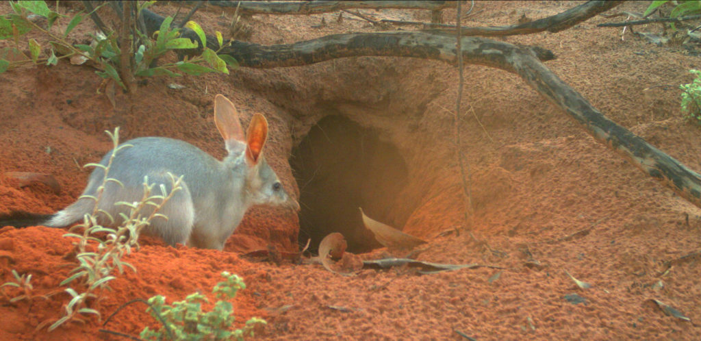 Bilbies are more than Easter icons – they help out their mates ...